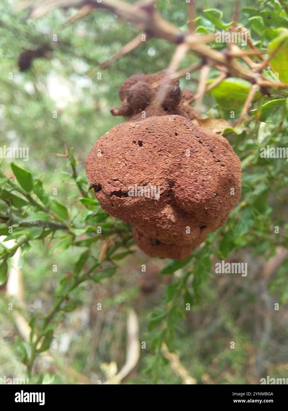Kangaroo Thorn Gall Rust (Uromycladium paradoxae Stock Photo - Alamy