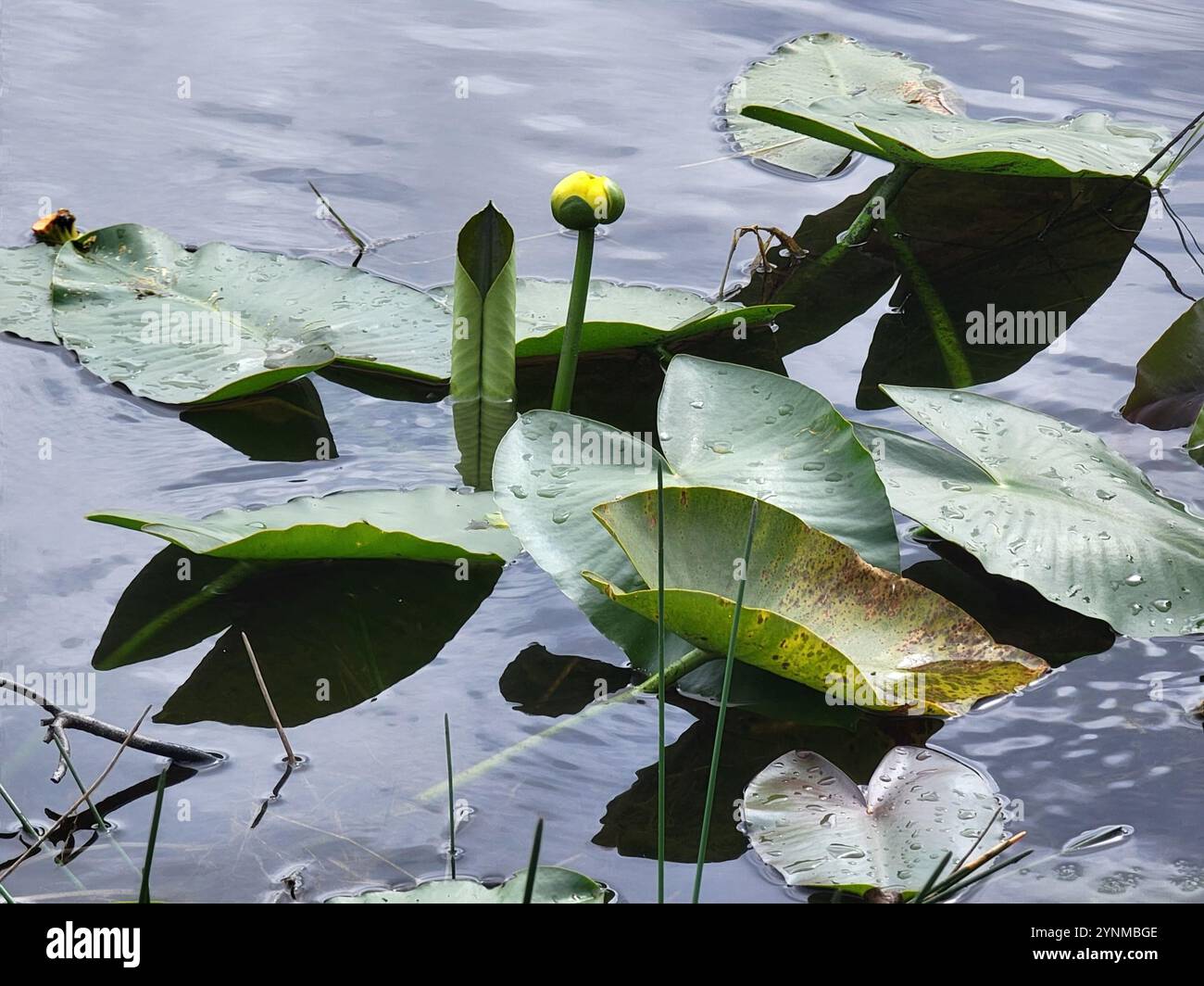 spatterdock (Nuphar advena Stock Photo - Alamy