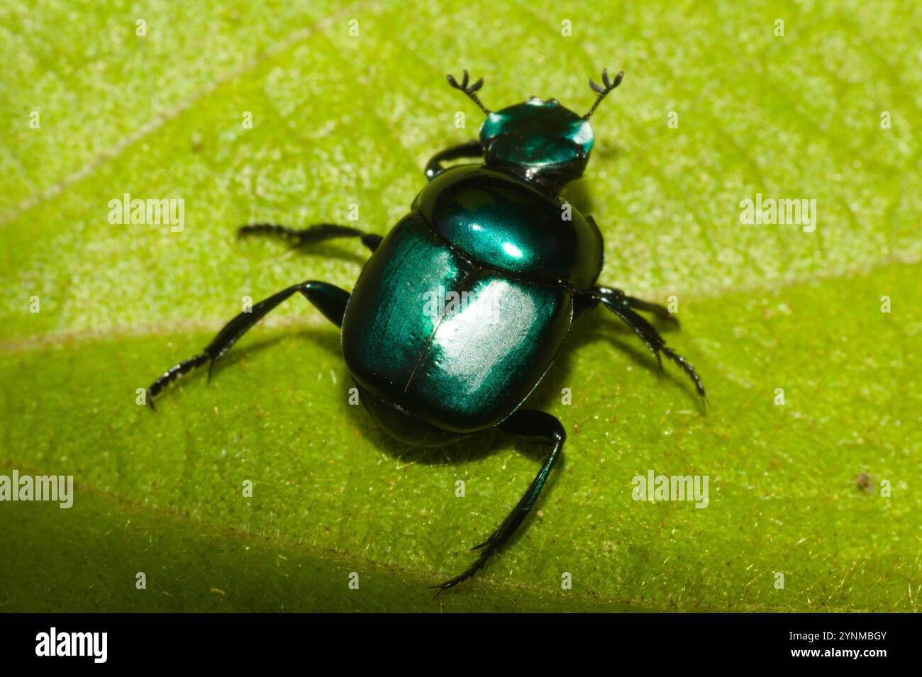Dung Rollers (Canthon Stock Photo - Alamy