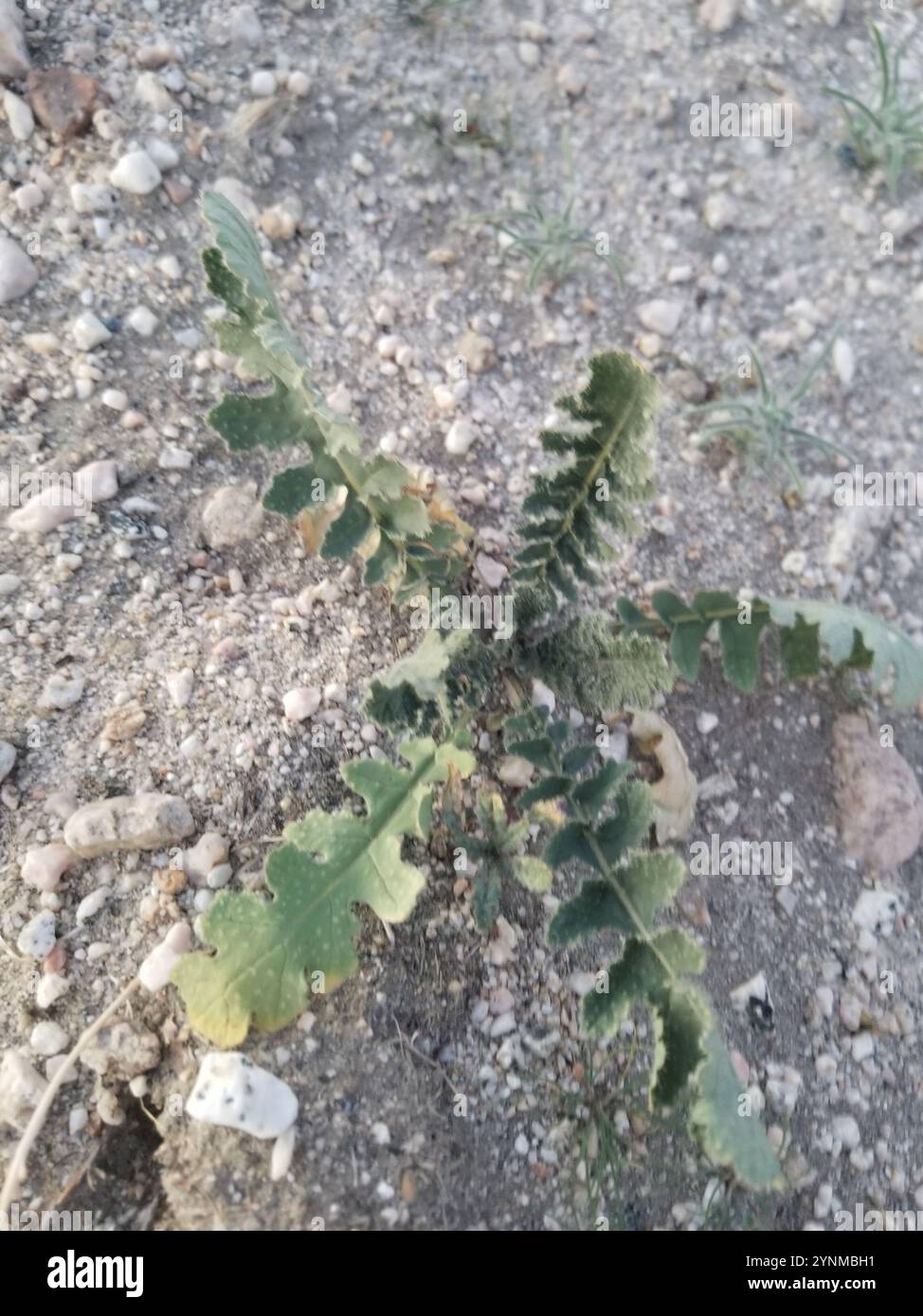 Saharan Mustard (Brassica tournefortii Stock Photo - Alamy