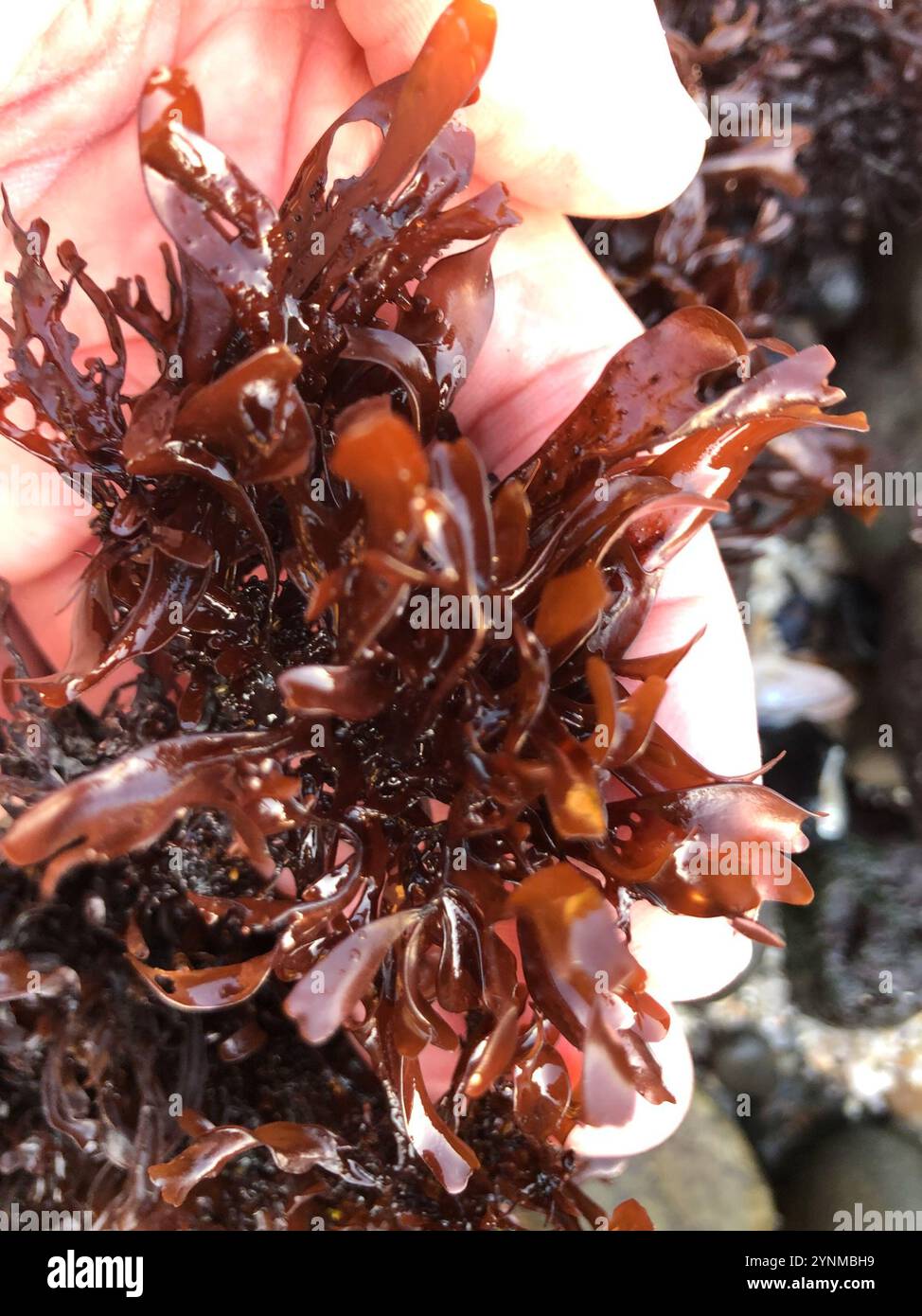 encrusting red algae (Mastocarpus Stock Photo - Alamy
