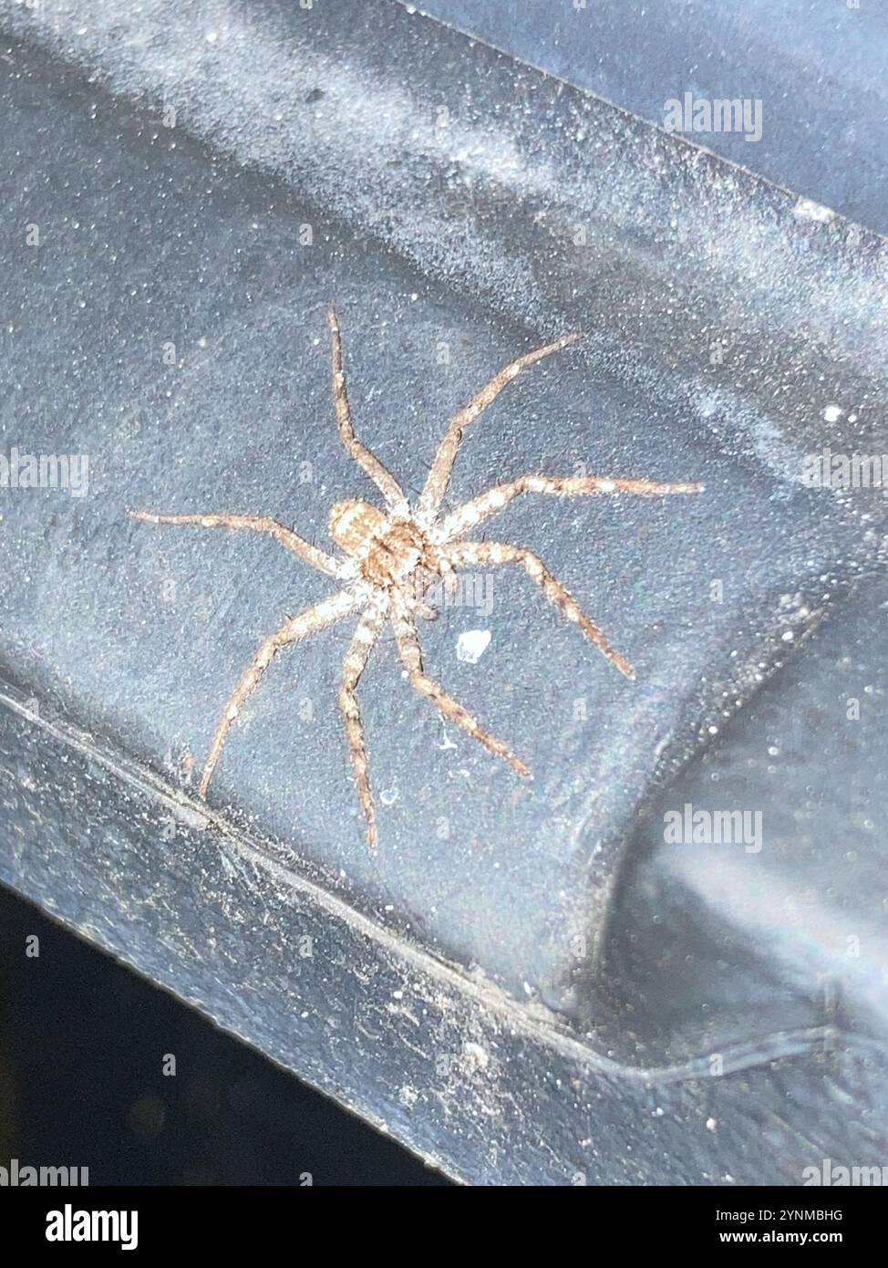 Crescent-eyed Spiders (Selenops Stock Photo - Alamy