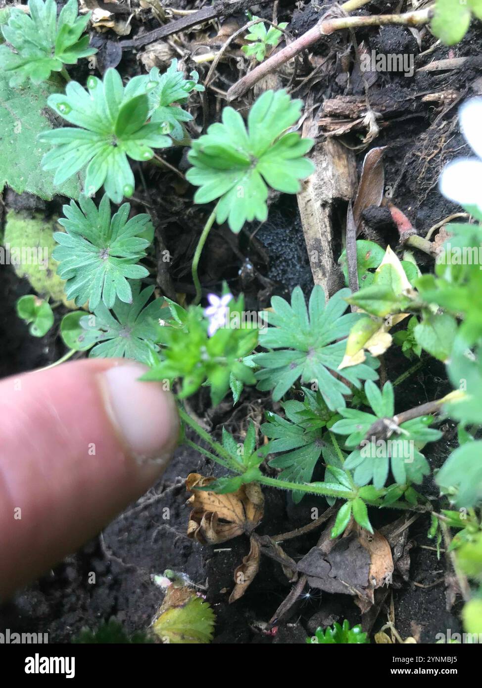 Field madder (Sherardia arvensis Stock Photo - Alamy