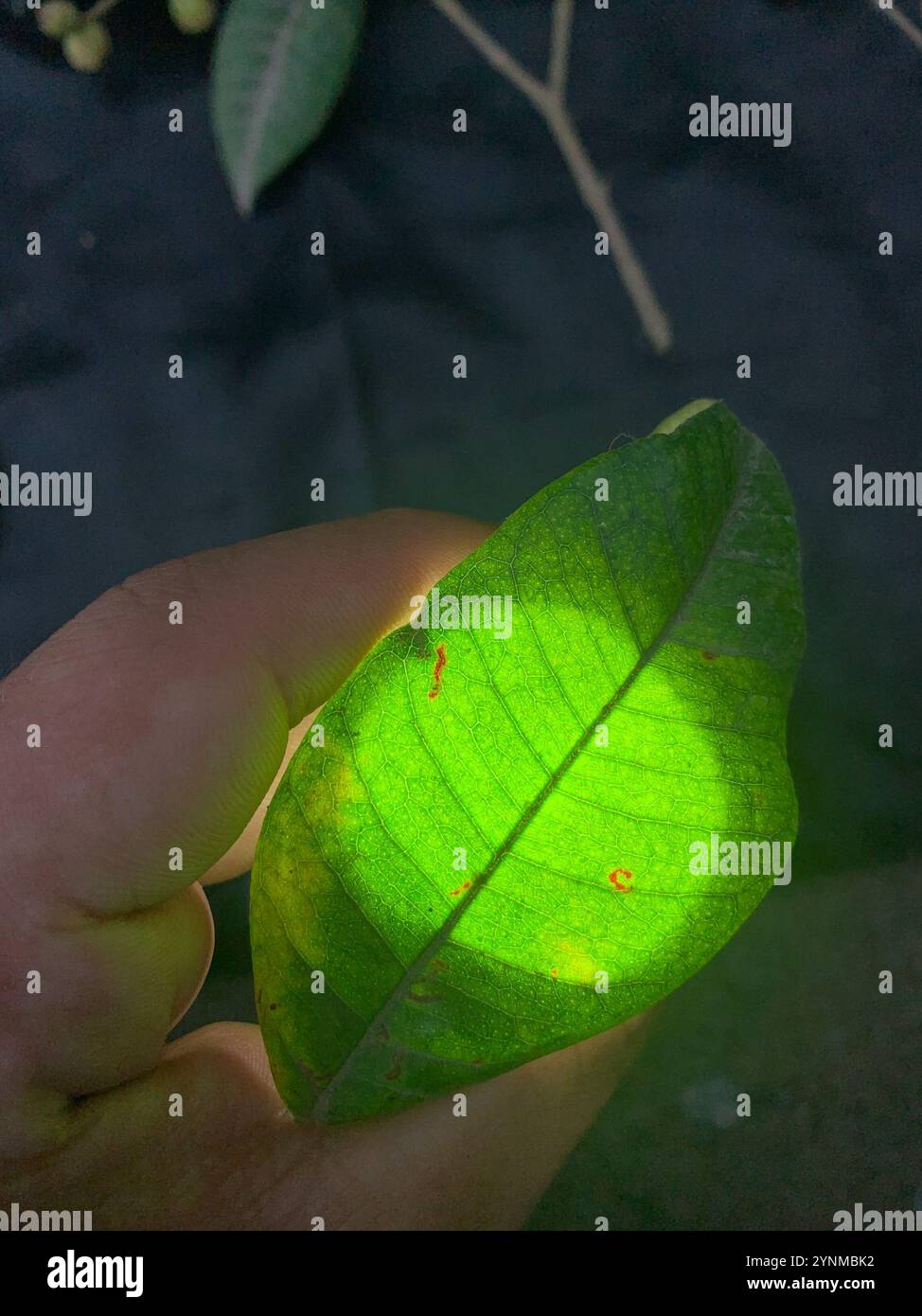 myrtle family (Myrtaceae Stock Photo - Alamy