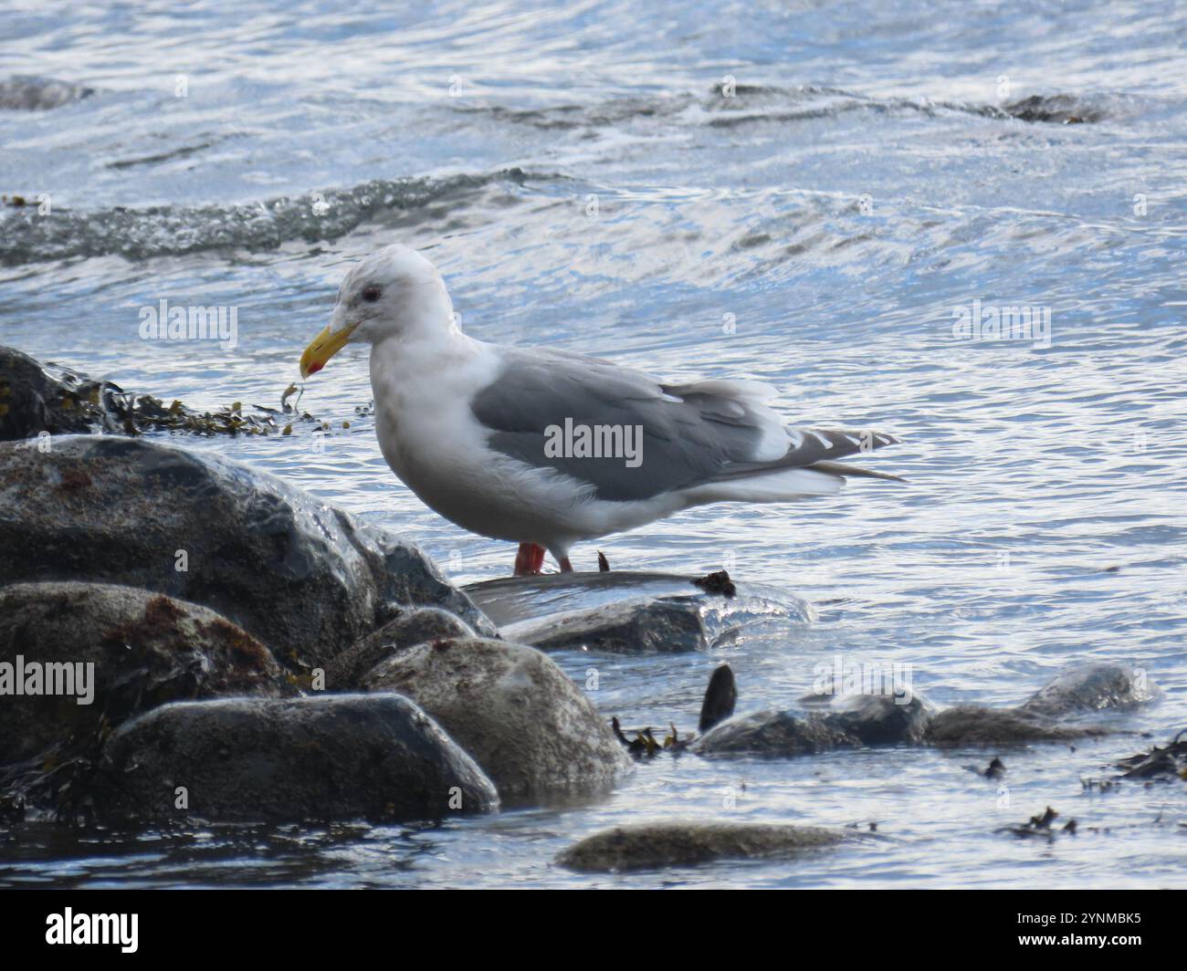 Olympic Gull (Larus glaucescens × occidentalis Stock Photo - Alamy