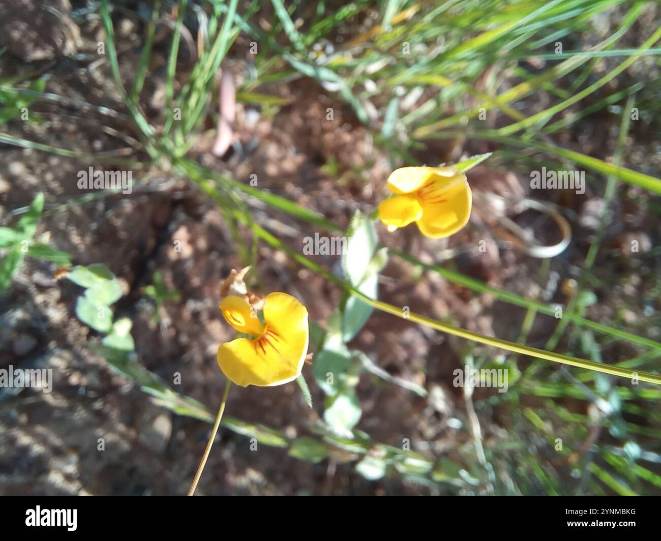 Linear Caterpillarbean (Zornia linearis Stock Photo - Alamy