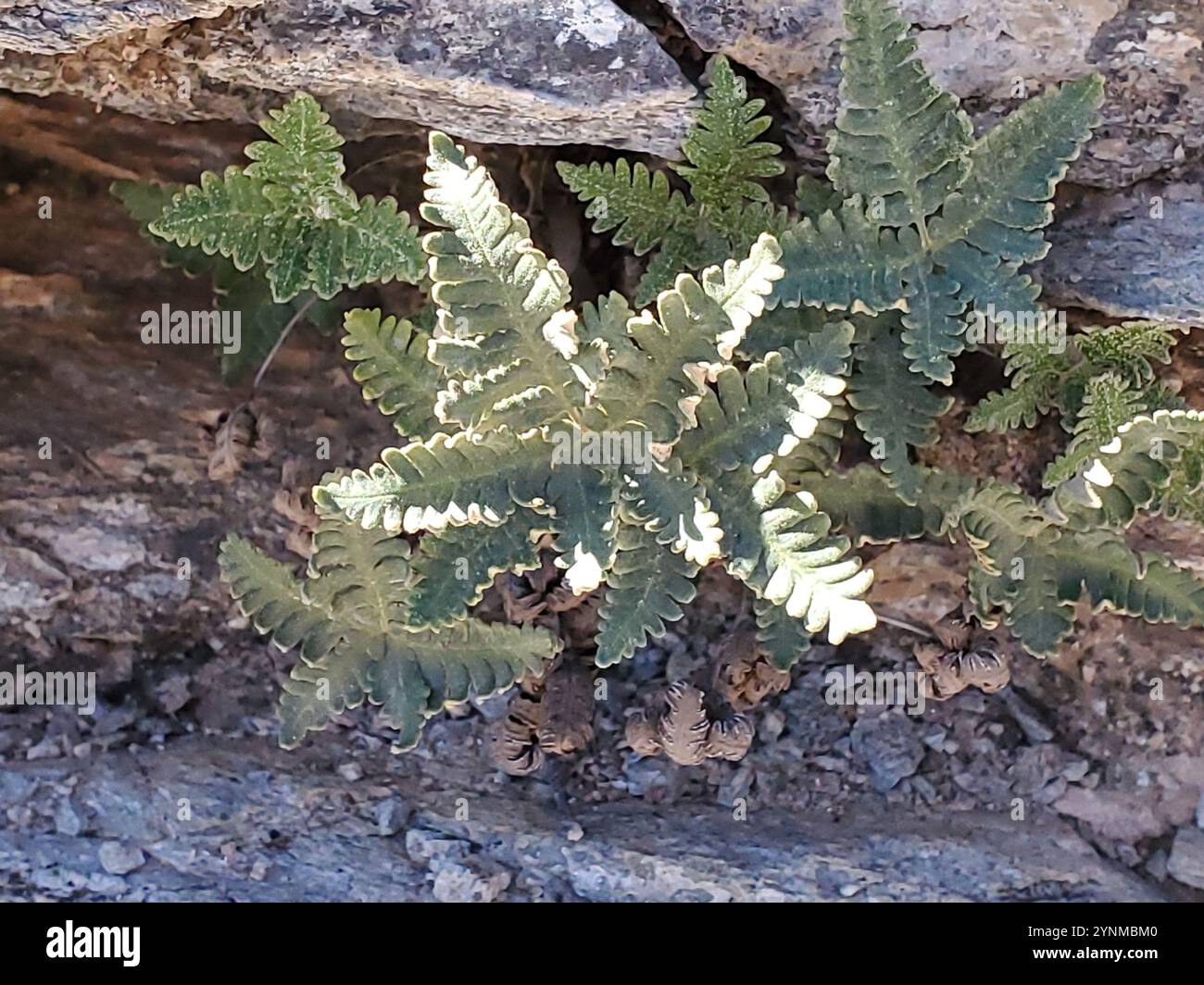 star cloak fern (Notholaena standleyi Stock Photo - Alamy
