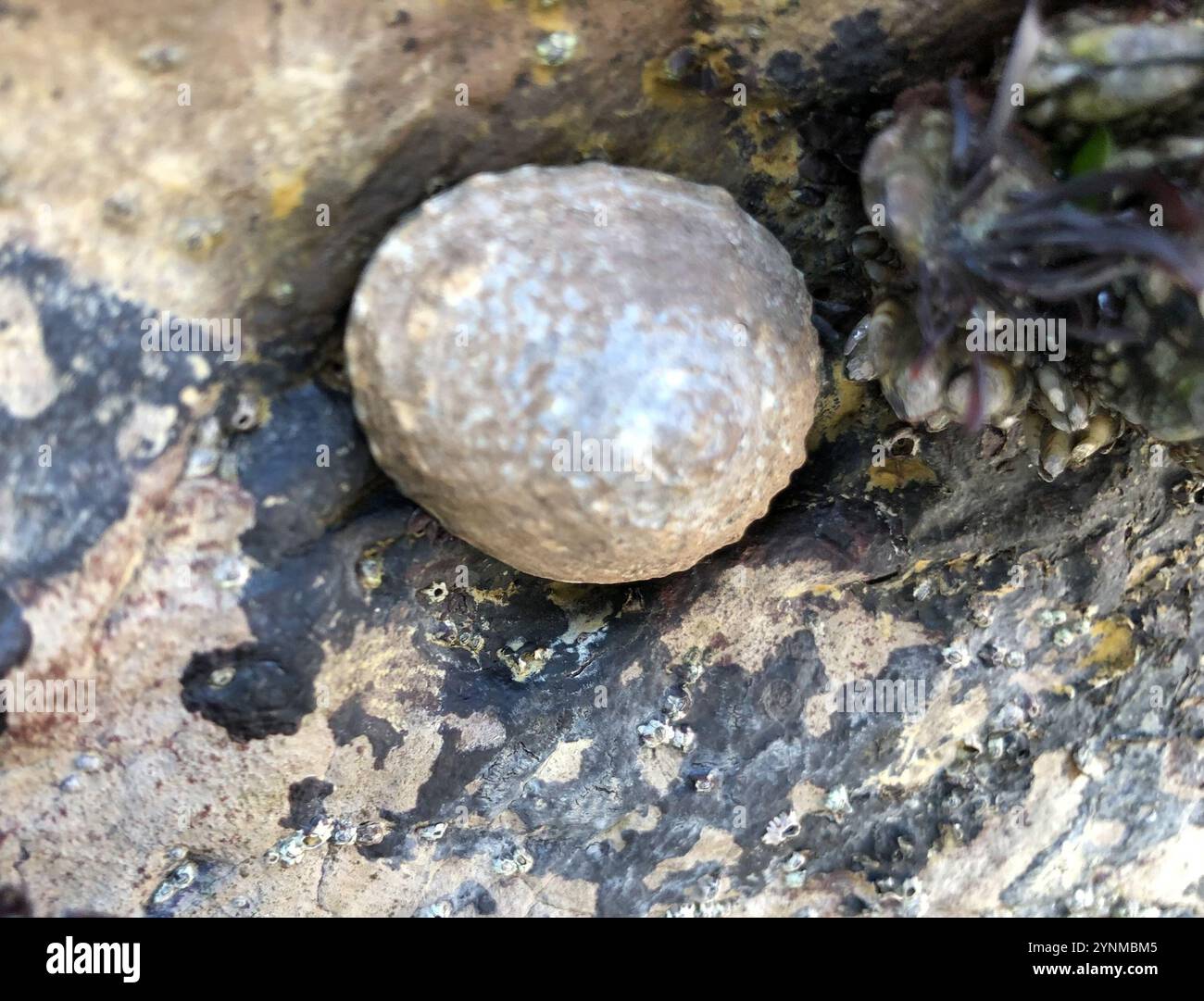 Shield Limpet (Lottia pelta Stock Photo - Alamy
