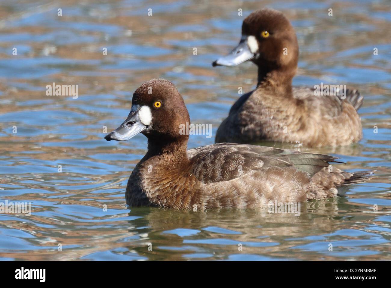 Lesser Scaup (Aythya affinis Stock Photo - Alamy