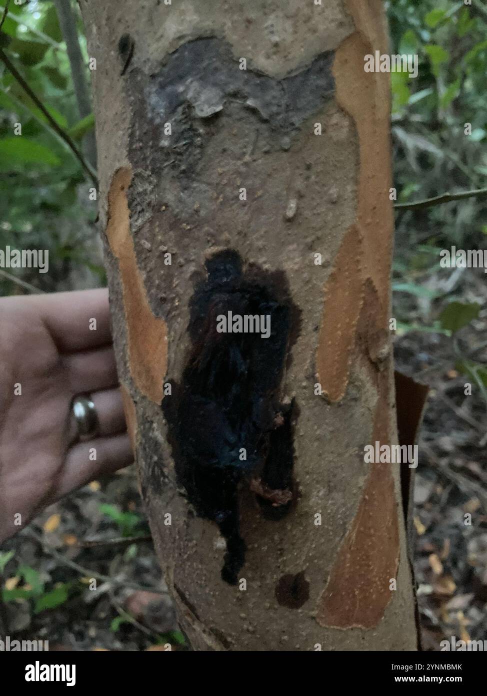 Poisonwood (Metopium toxiferum Stock Photo - Alamy