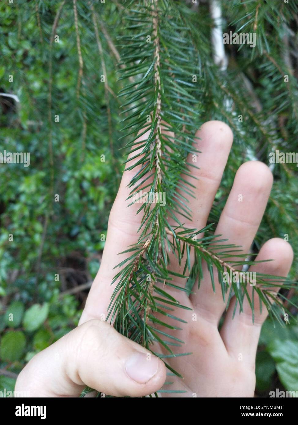Sitka spruce (Picea sitchensis Stock Photo - Alamy