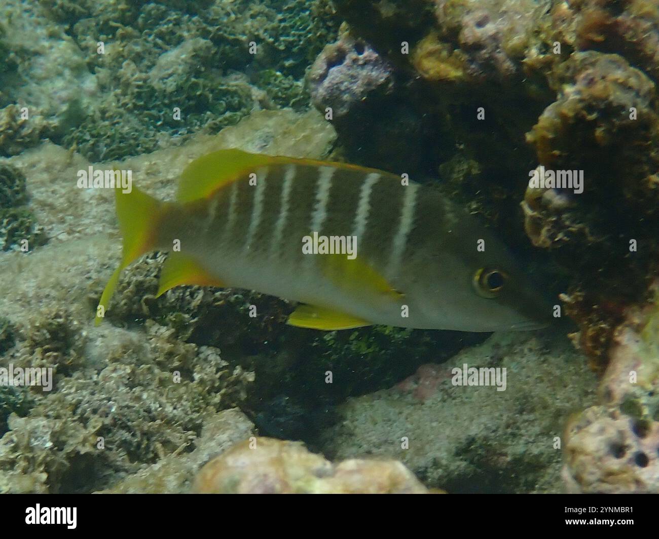 Schoolmaster Snapper (Lutjanus apodus Stock Photo - Alamy