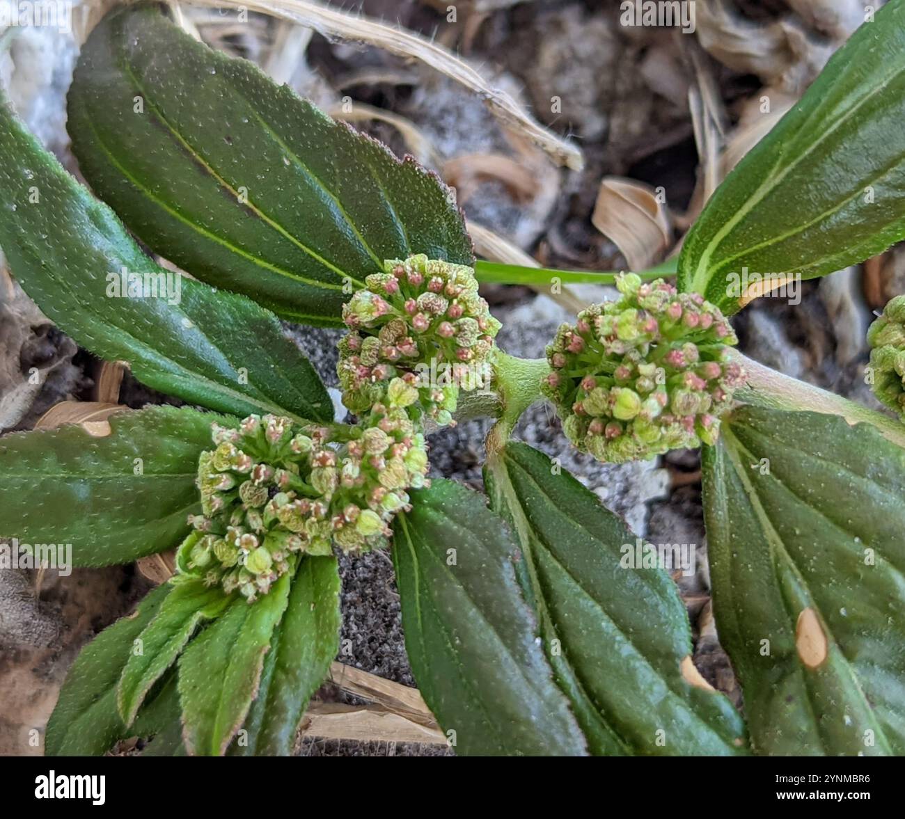 Asthma plant (Euphorbia hirta Stock Photo - Alamy