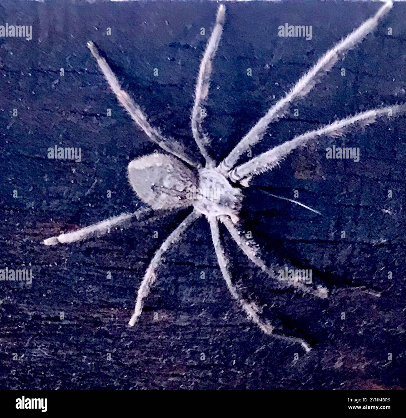 Common Rain Spider (Palystes superciliosus Stock Photo - Alamy