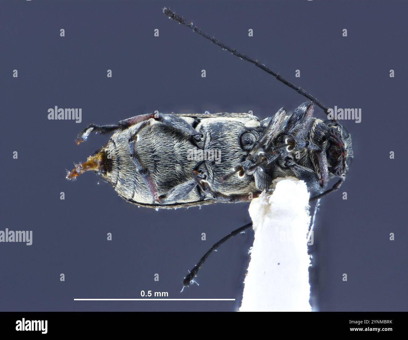 Grass Stem Anthribid (Euciodes suturalis Stock Photo - Alamy