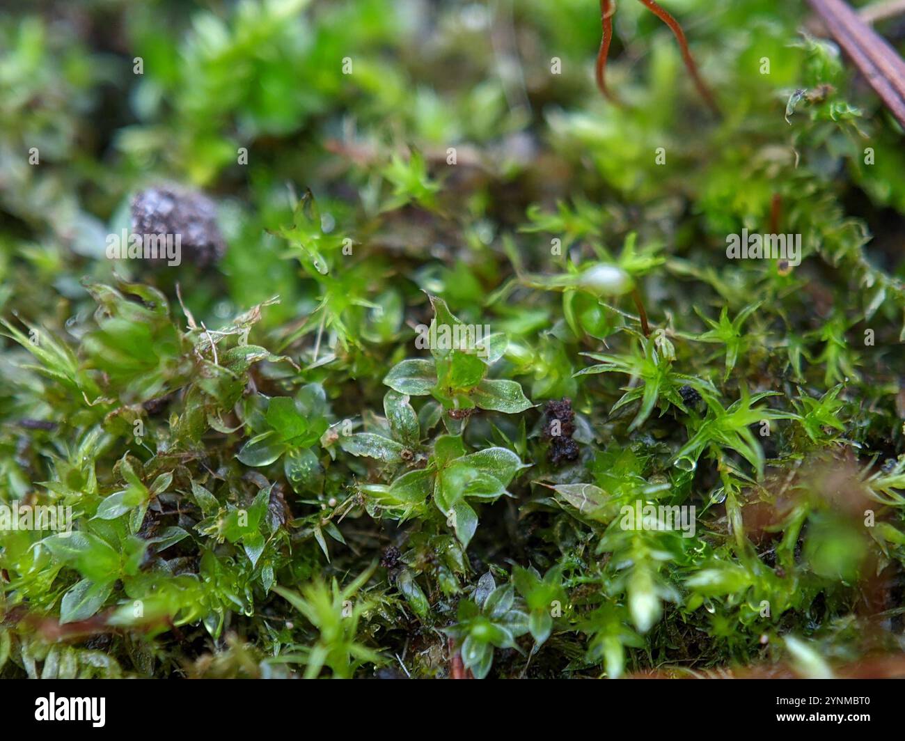 Capillary Thread-moss (Ptychostomum capillare Stock Photo - Alamy