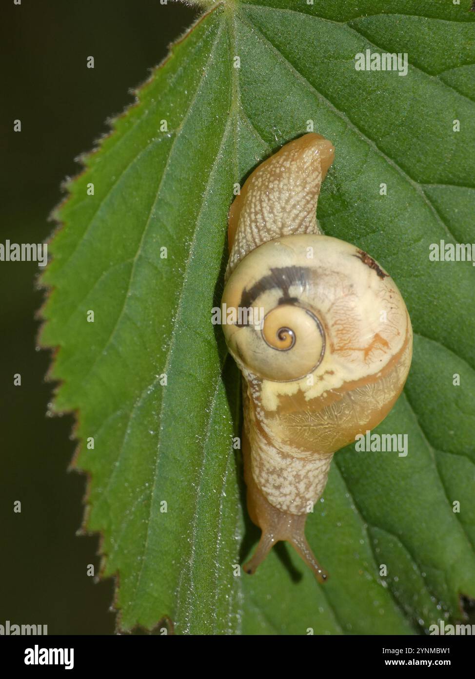 Tailwagger Snails (Sheldoniinae Stock Photo - Alamy