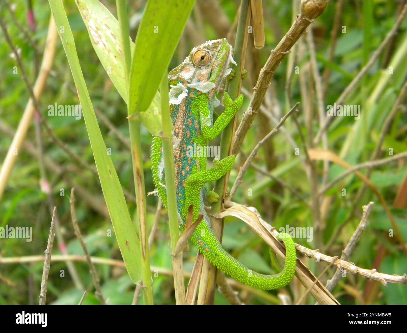 Cape Dwarf Chameleon (Bradypodion pumilum Stock Photo - Alamy