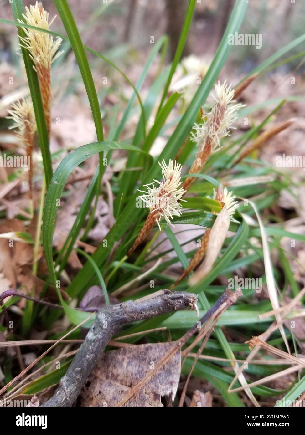 Pennsylvania sedge (Carex pensylvanica Stock Photo - Alamy