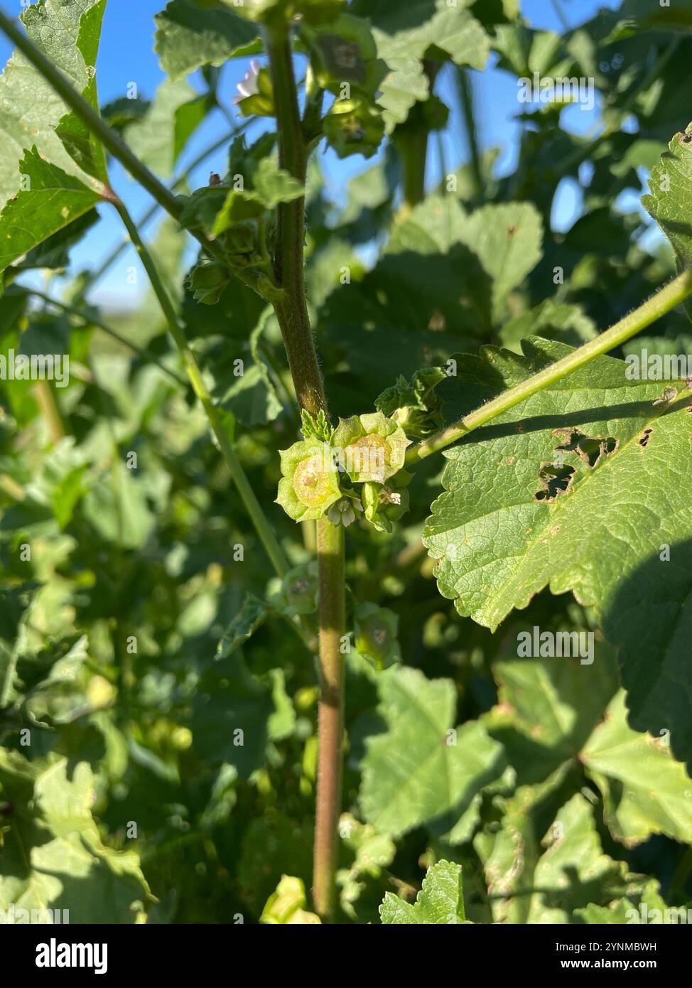 cheeseweed mallow (Malva parviflora Stock Photo - Alamy