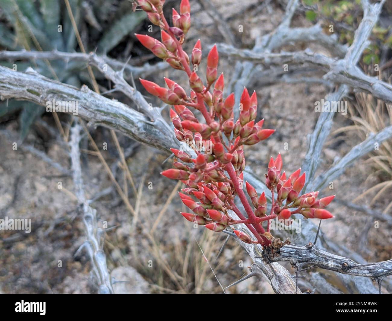 Adams tree hi-res stock photography and images - Alamy