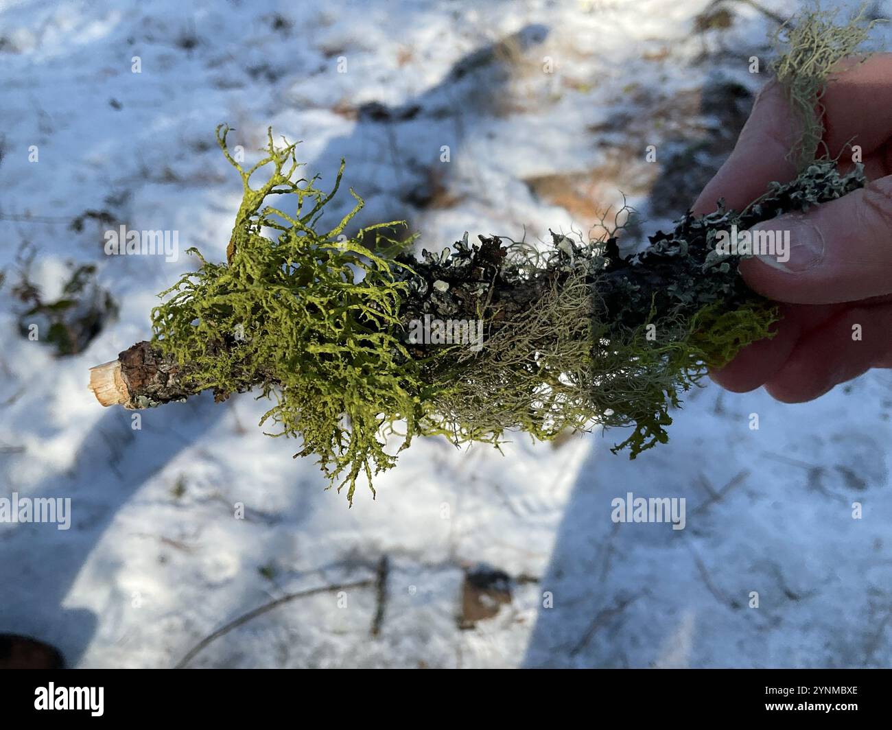 wolf lichen (Letharia vulpina Stock Photo - Alamy