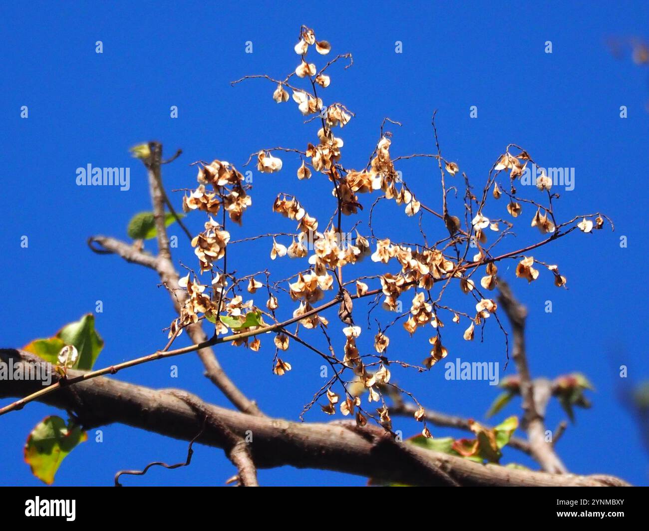 Reynoutria multiflora hi-res stock photography and images - Alamy