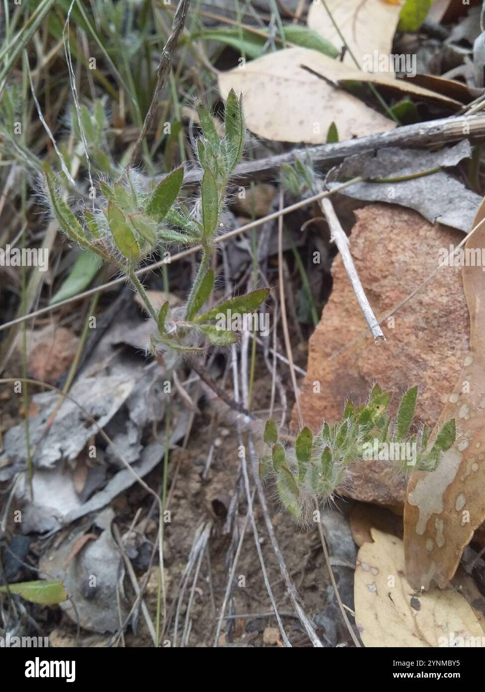 Xanthosia hi-res stock photography and images - Alamy