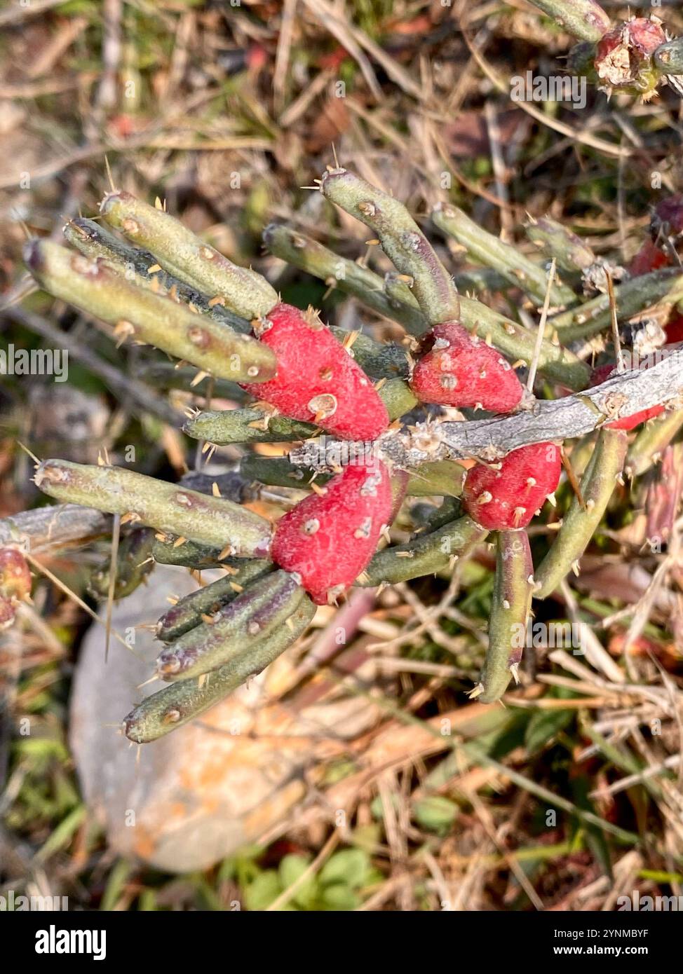 Christmas cholla (Cylindropuntia leptocaulis Stock Photo - Alamy