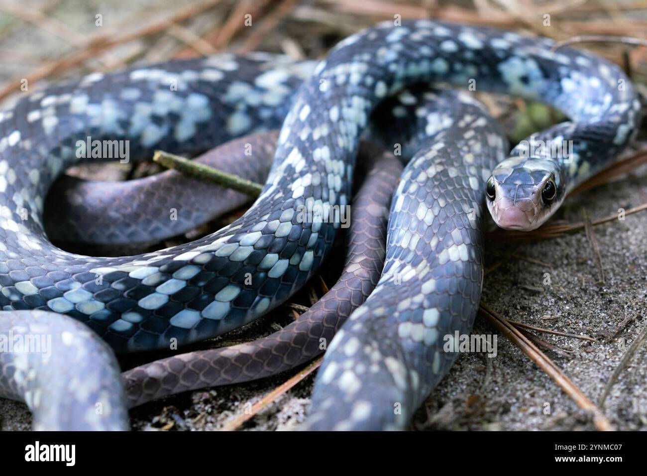 Buttermilk Racer (Coluber constrictor anthicus Stock Photo - Alamy