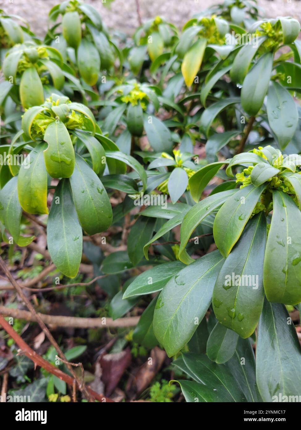 Spurge-laurel (Daphne laureola Stock Photo - Alamy