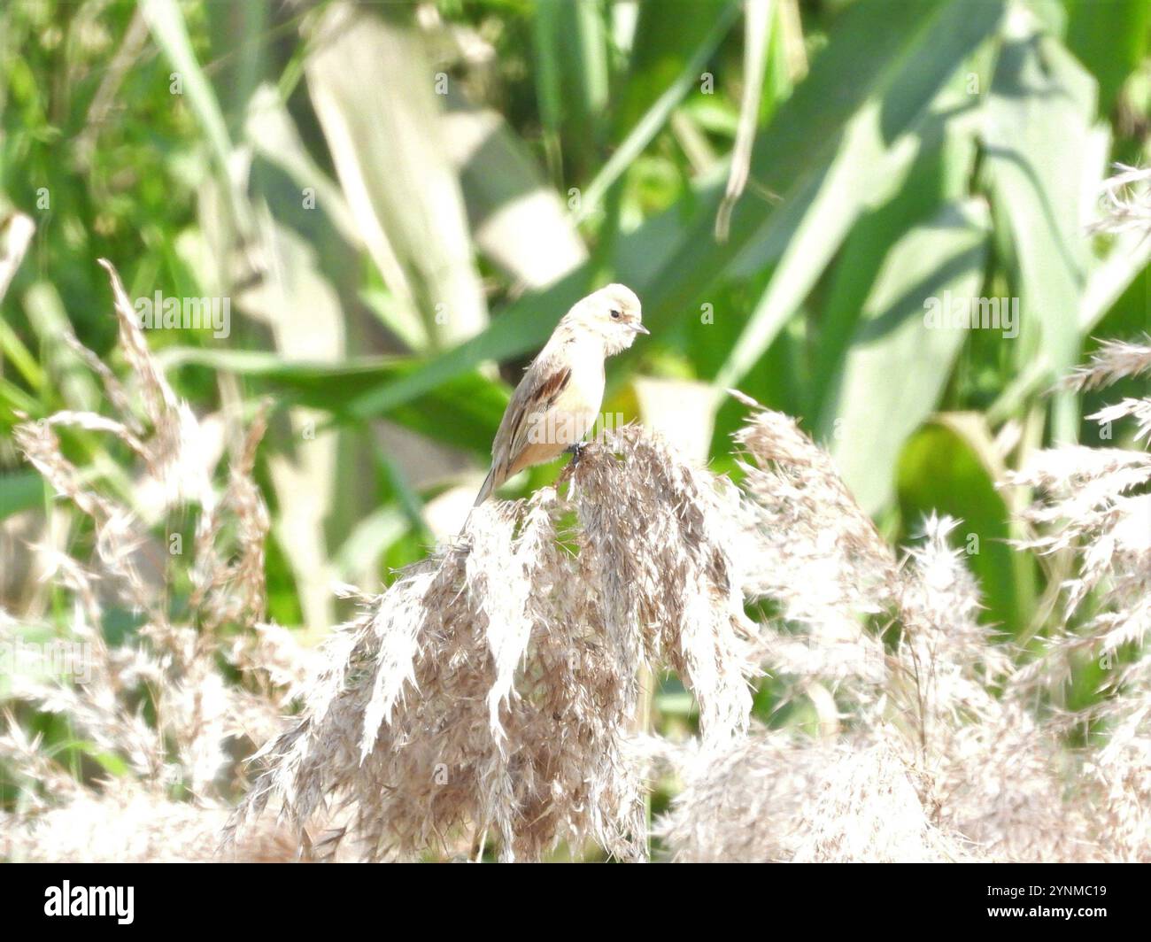 Chinese Penduline-Tit (Remiz consobrinus Stock Photo - Alamy