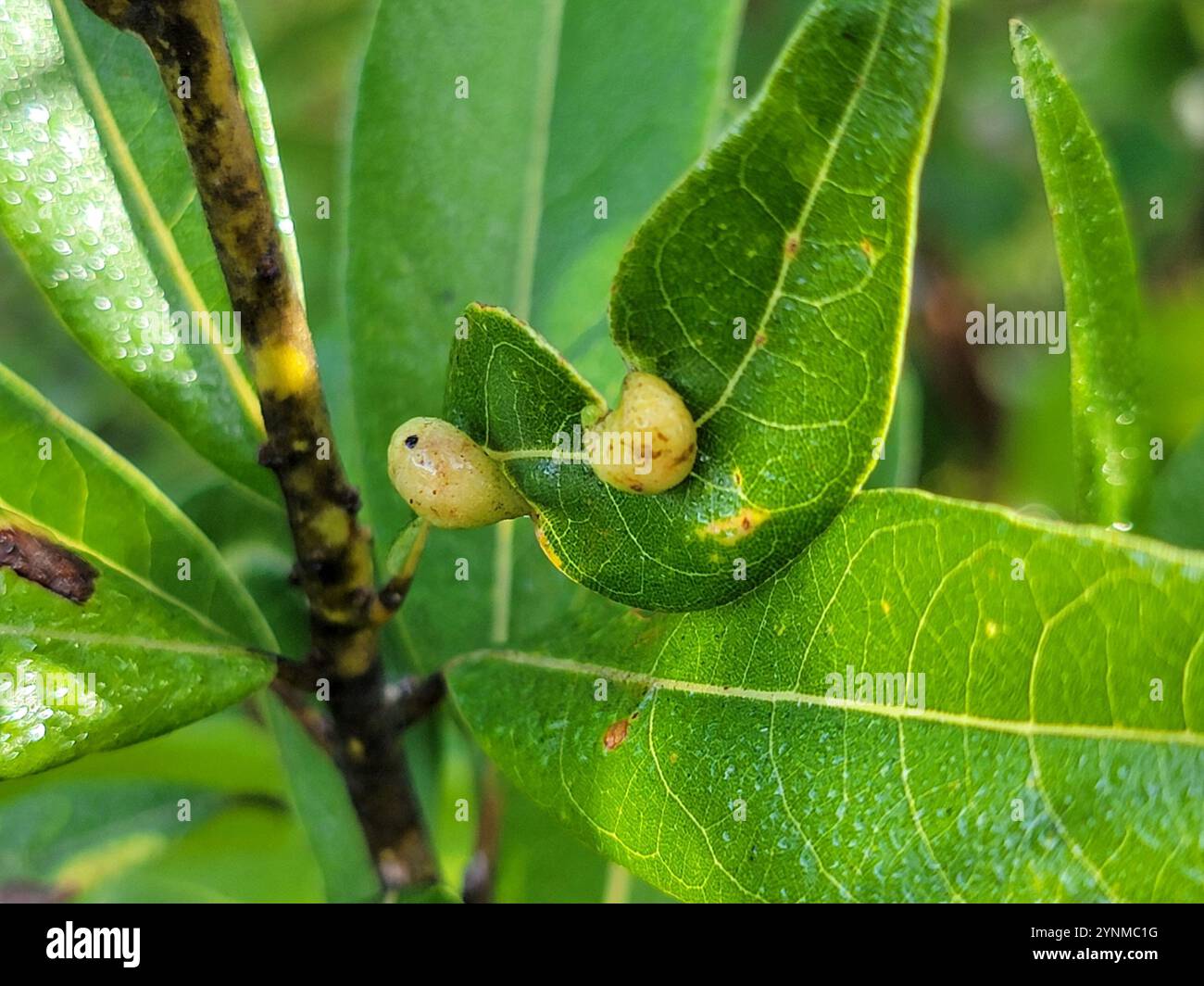 Winged and Once-winged Insects (Pterygota Stock Photo - Alamy