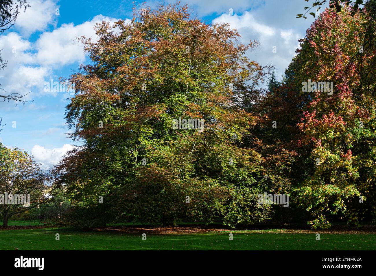 A beech tree (Fagus sylvatica) with leaves changing colour in autumn ...