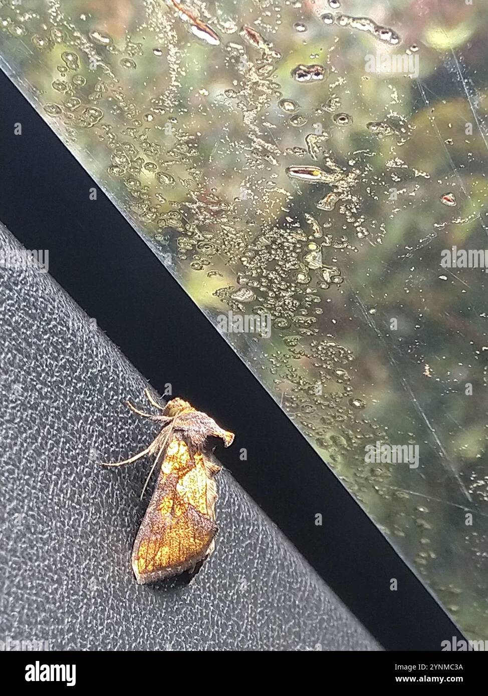 Golden Looper Moth (Argyrogramma verruca Stock Photo - Alamy