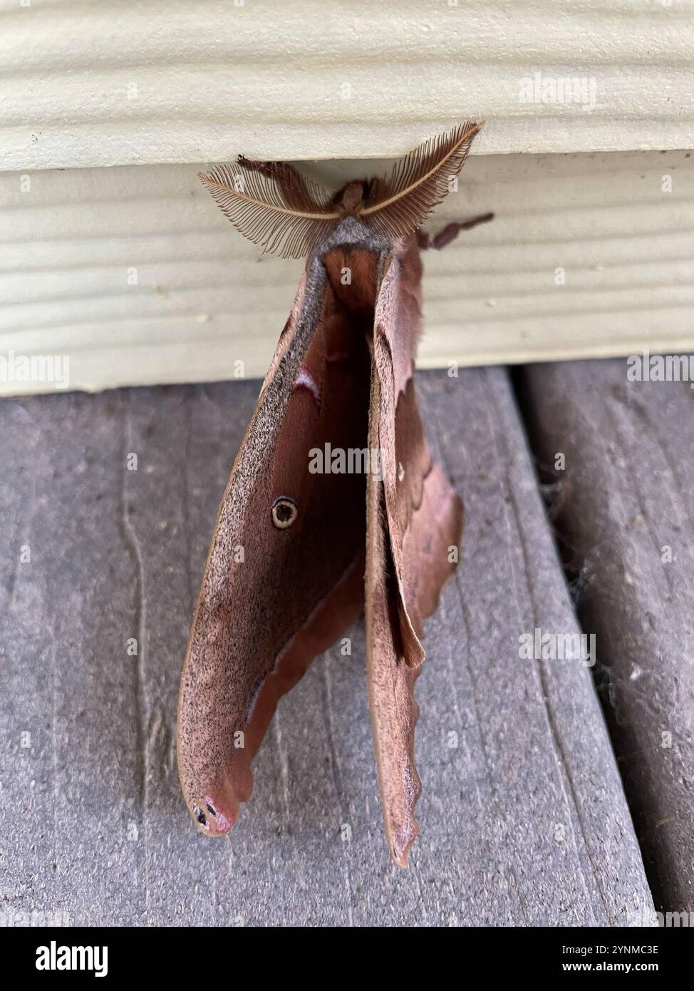 Polyphemus Moth (Antheraea polyphemus Stock Photo - Alamy
