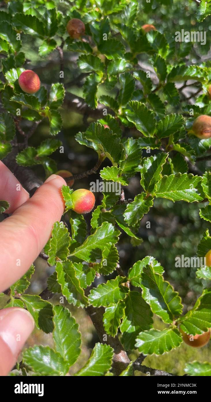 Lenga Beech (Nothofagus pumilio Stock Photo - Alamy