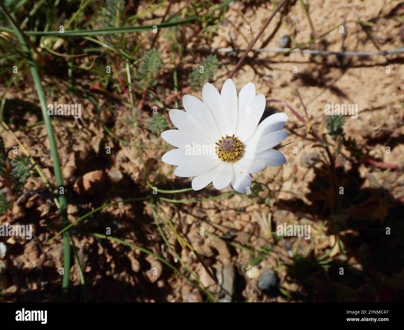 Cape marigold (Dimorphotheca sinuata Stock Photo - Alamy