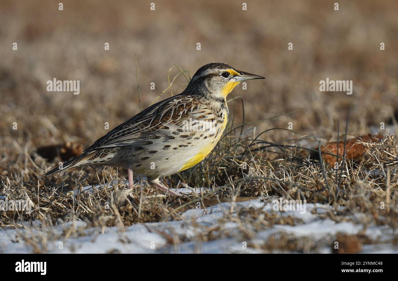 Western Meadowlark (Sturnella neglecta Stock Photo - Alamy