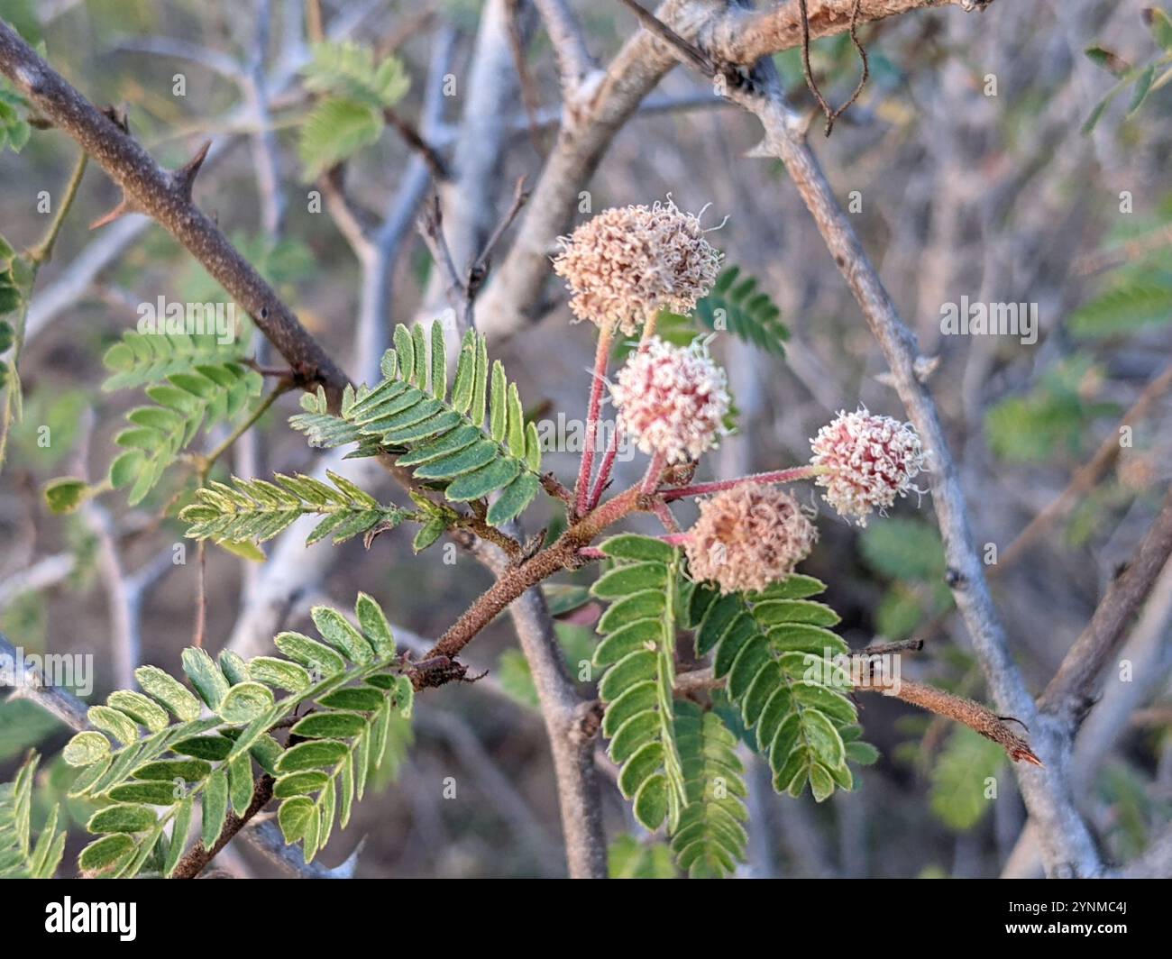 (Mimosa tricephala xanti Stock Photo - Alamy