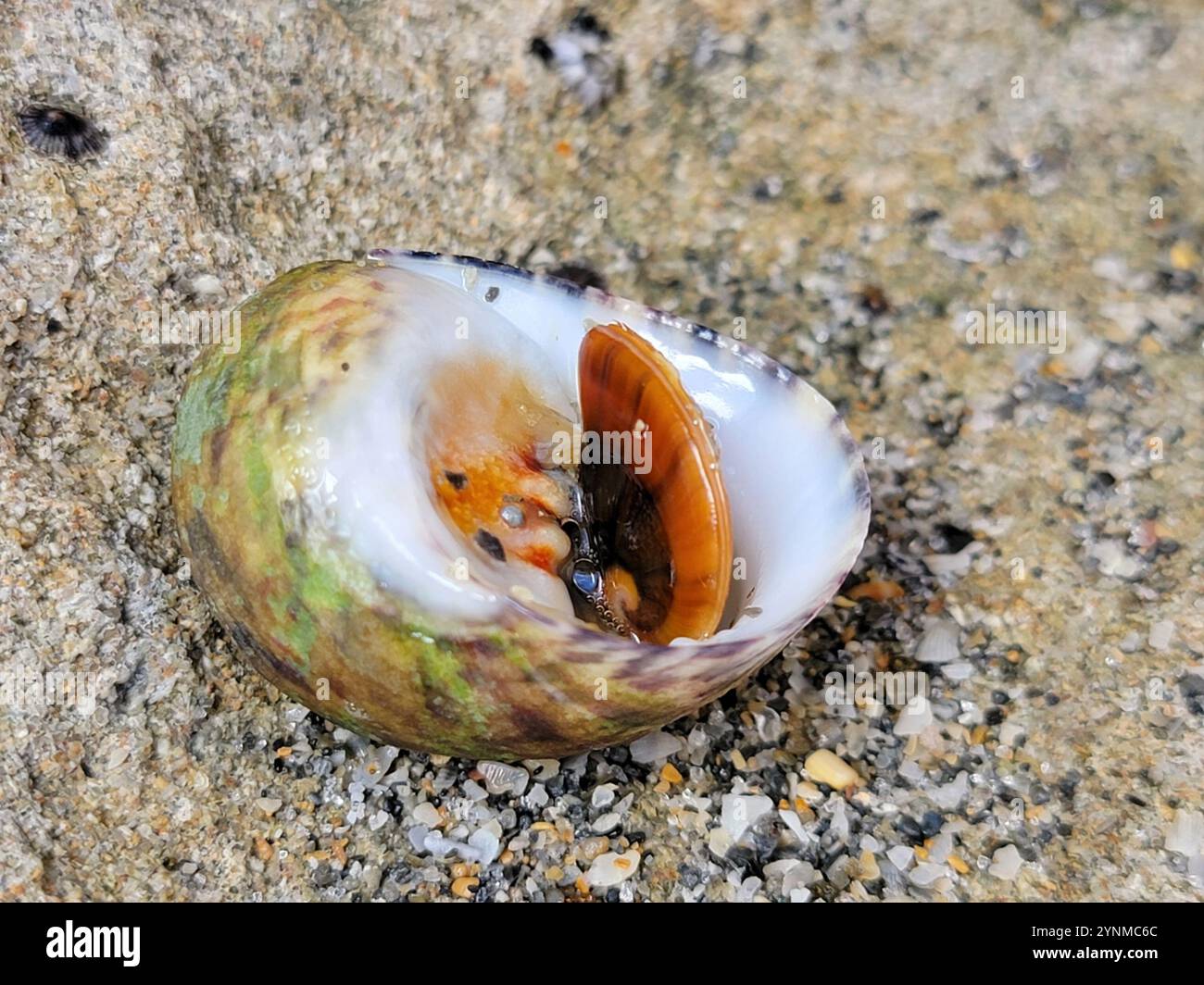 Bleeding tooth nerita hi-res stock photography and images - Alamy
