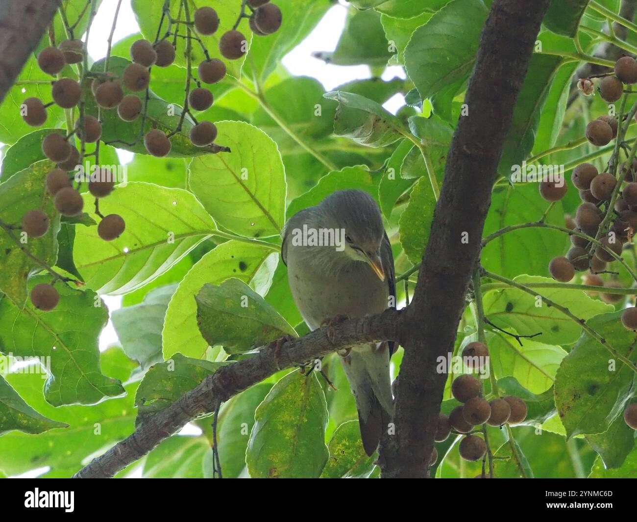 Chestnut-tailed Starling (Sturnia malabarica Stock Photo - Alamy