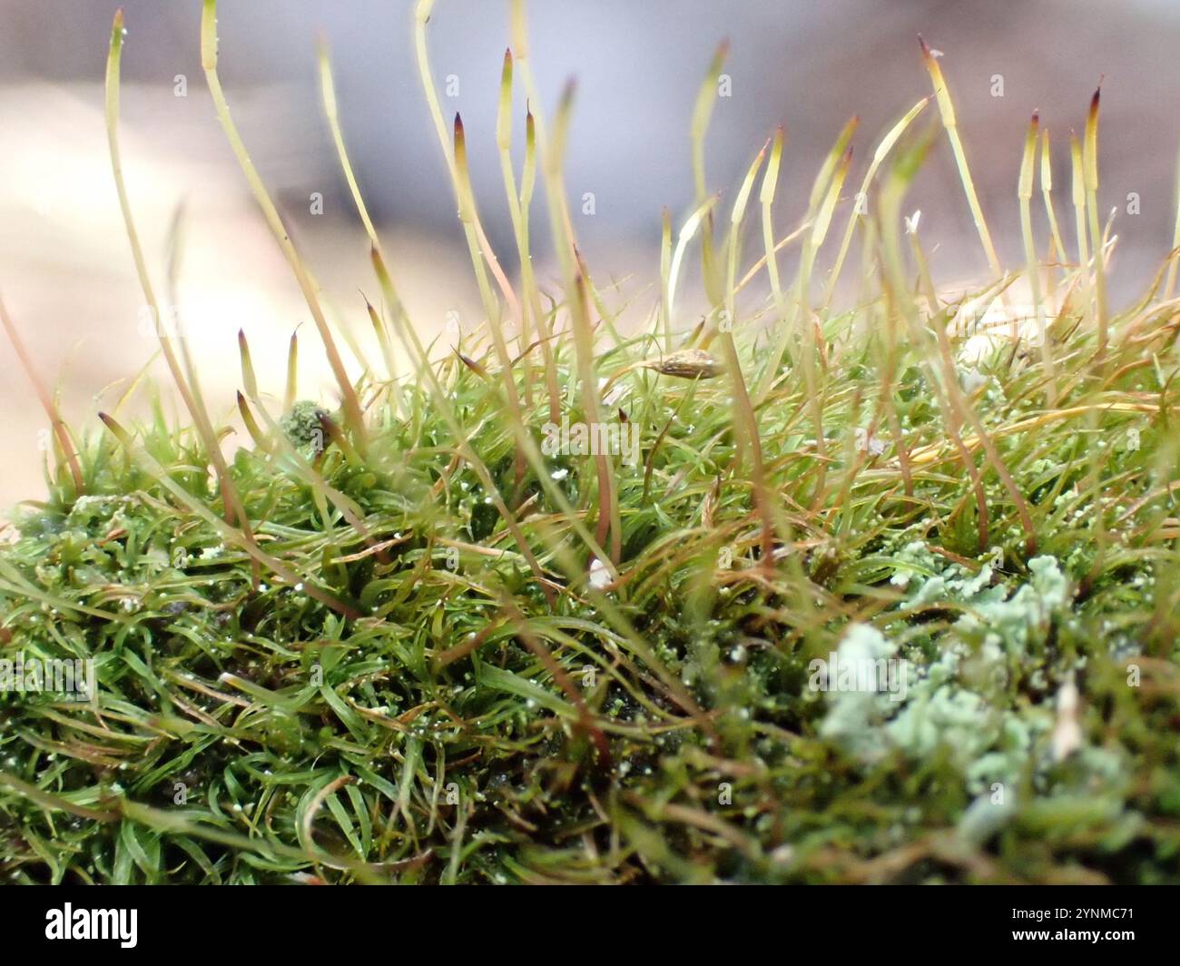 Cape Thread-moss (Orthodontium lineare Stock Photo - Alamy