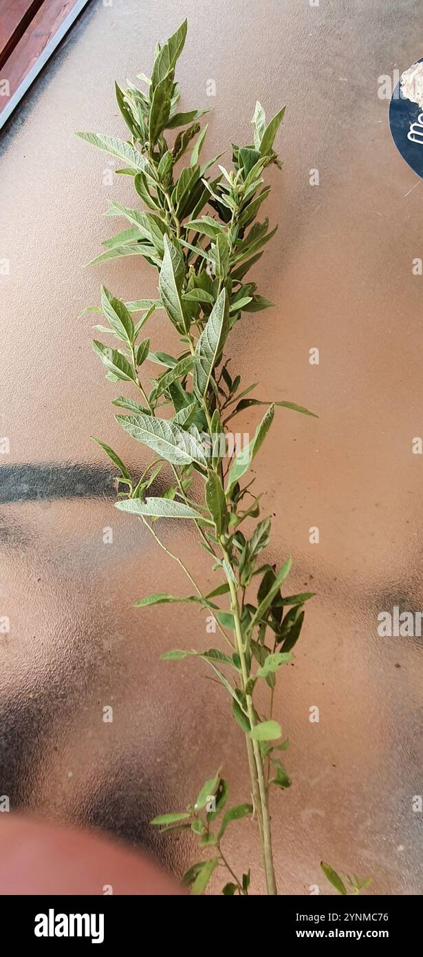 Spiked Sida (Sida hackettiana Stock Photo - Alamy