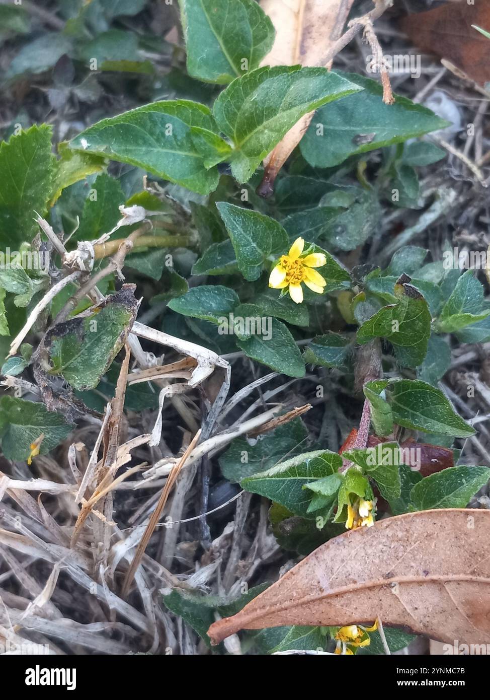 straggler daisy (Calyptocarpus vialis Stock Photo - Alamy