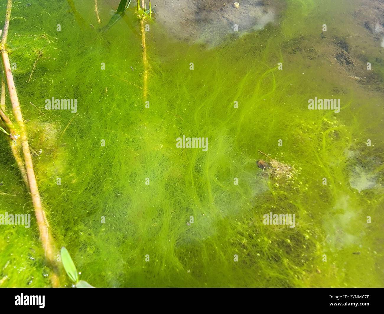 green algae (Chlorophyta Stock Photo - Alamy