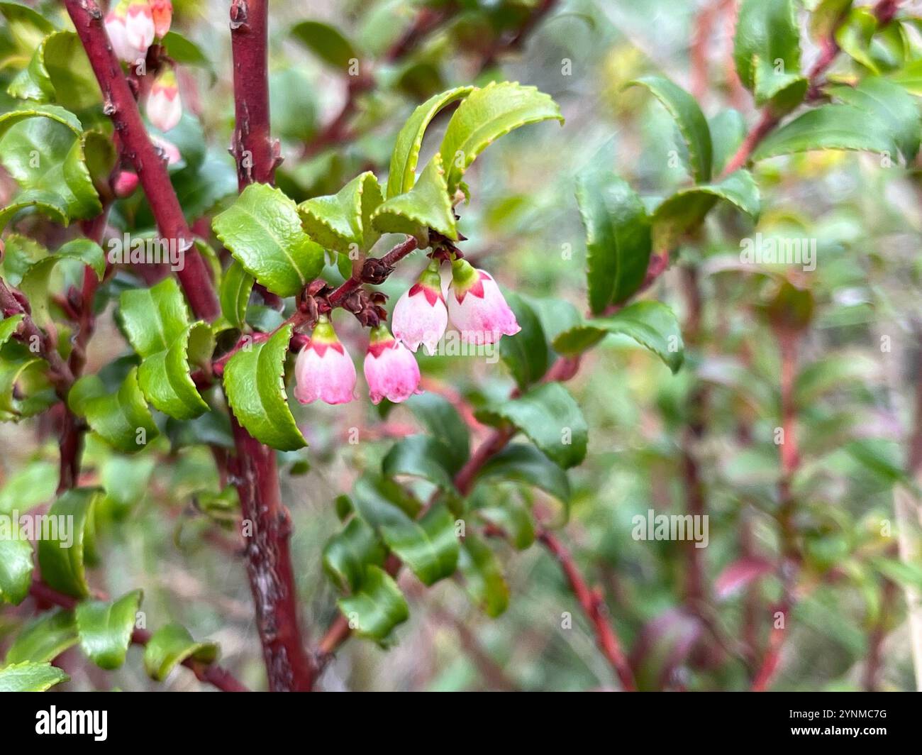Evergreen Huckleberry (Vaccinium ovatum Stock Photo - Alamy