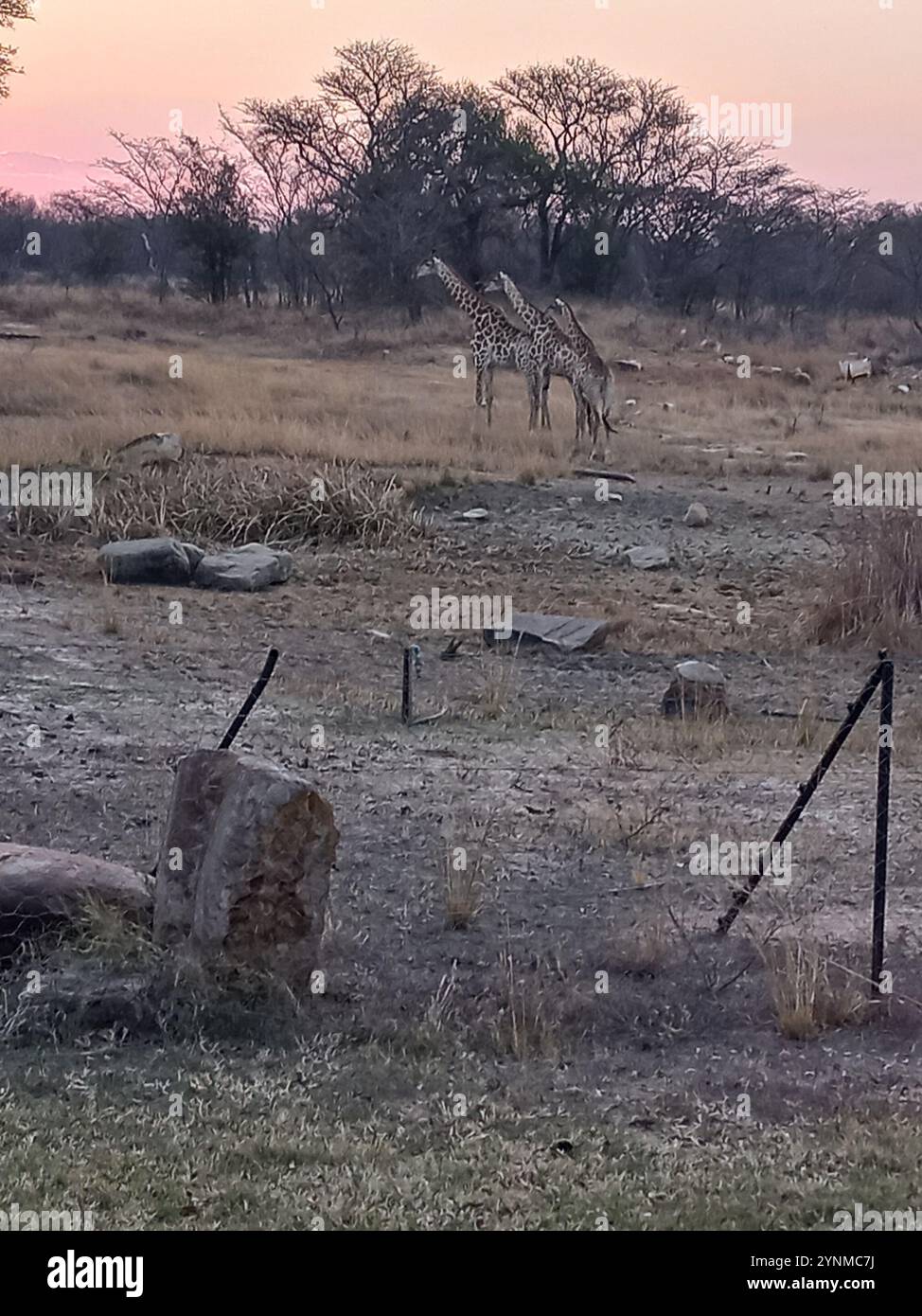Southern African Giraffe (Giraffa giraffa giraffa Stock Photo - Alamy