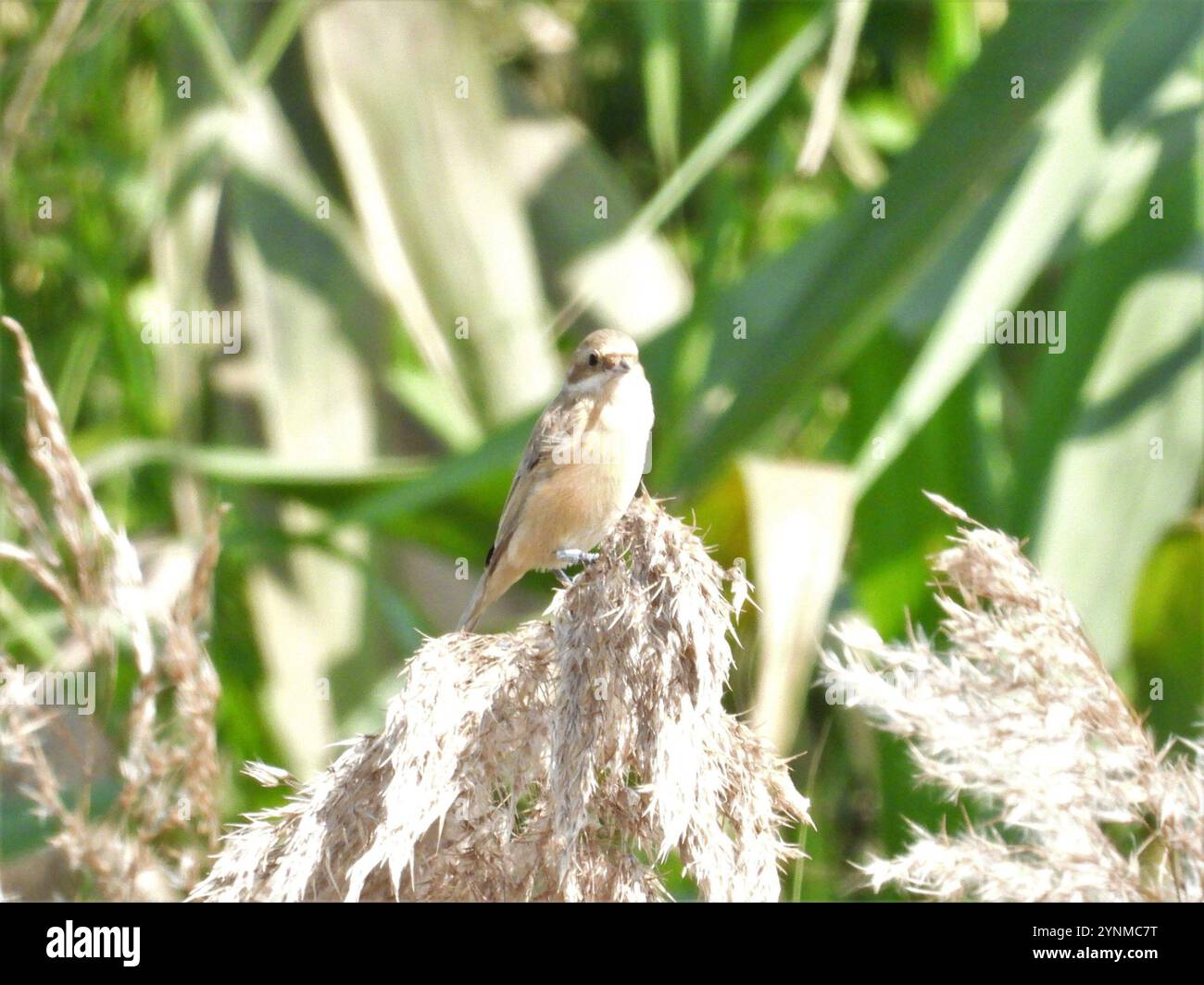 Chinese Penduline-Tit (Remiz consobrinus Stock Photo - Alamy