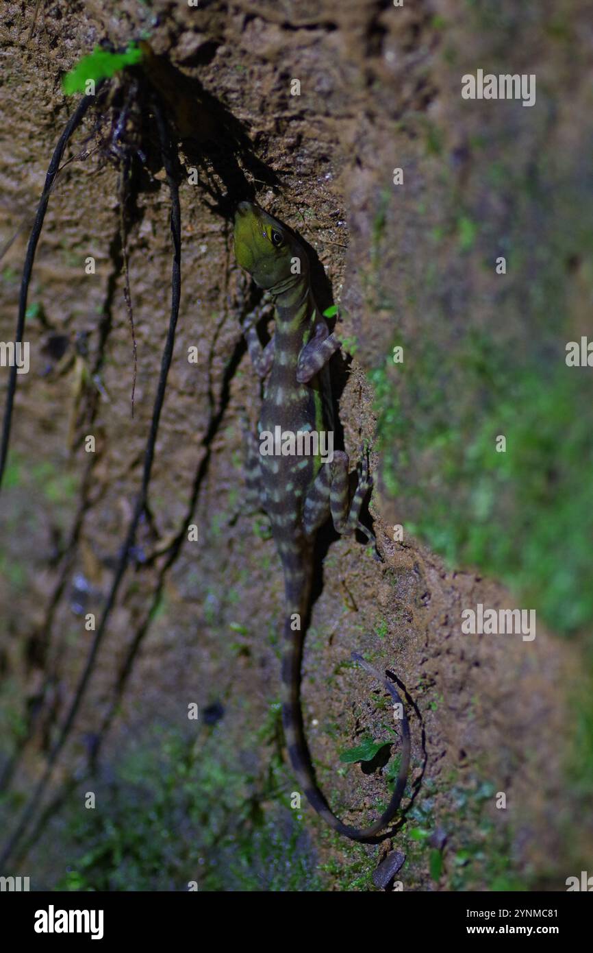Water anole anolis aquaticus hi-res stock photography and images - Alamy